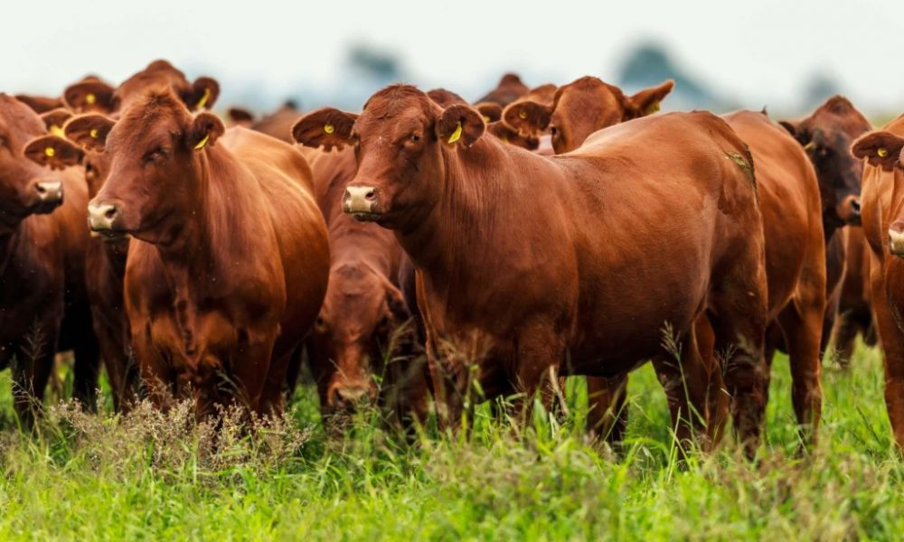 Cogancevalle 3 enero, 2026 Cooperativa de Ganaderos del Centro del Valle